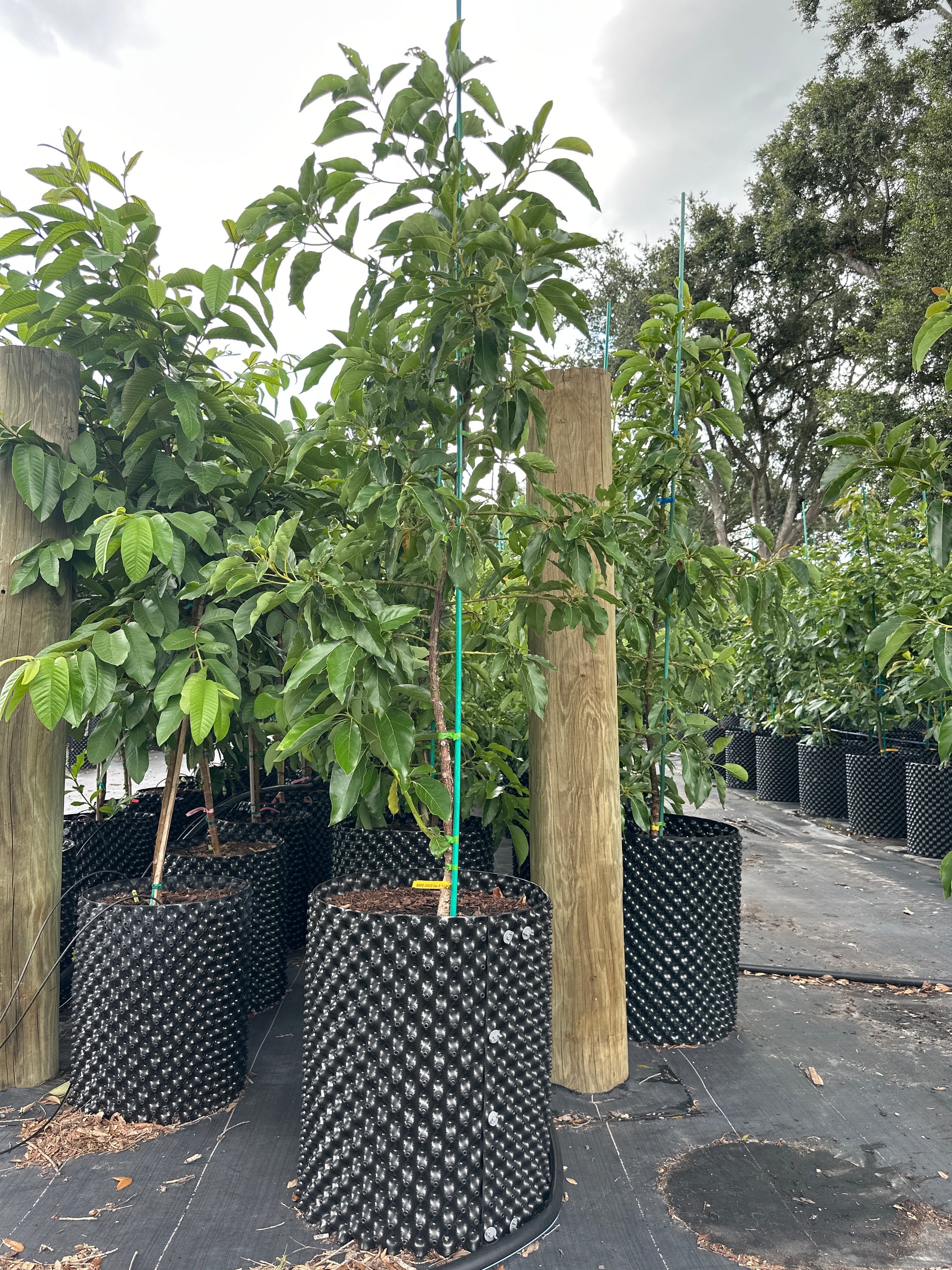 Avocado-Monroe Tree Type B — Jolly Green Nursery