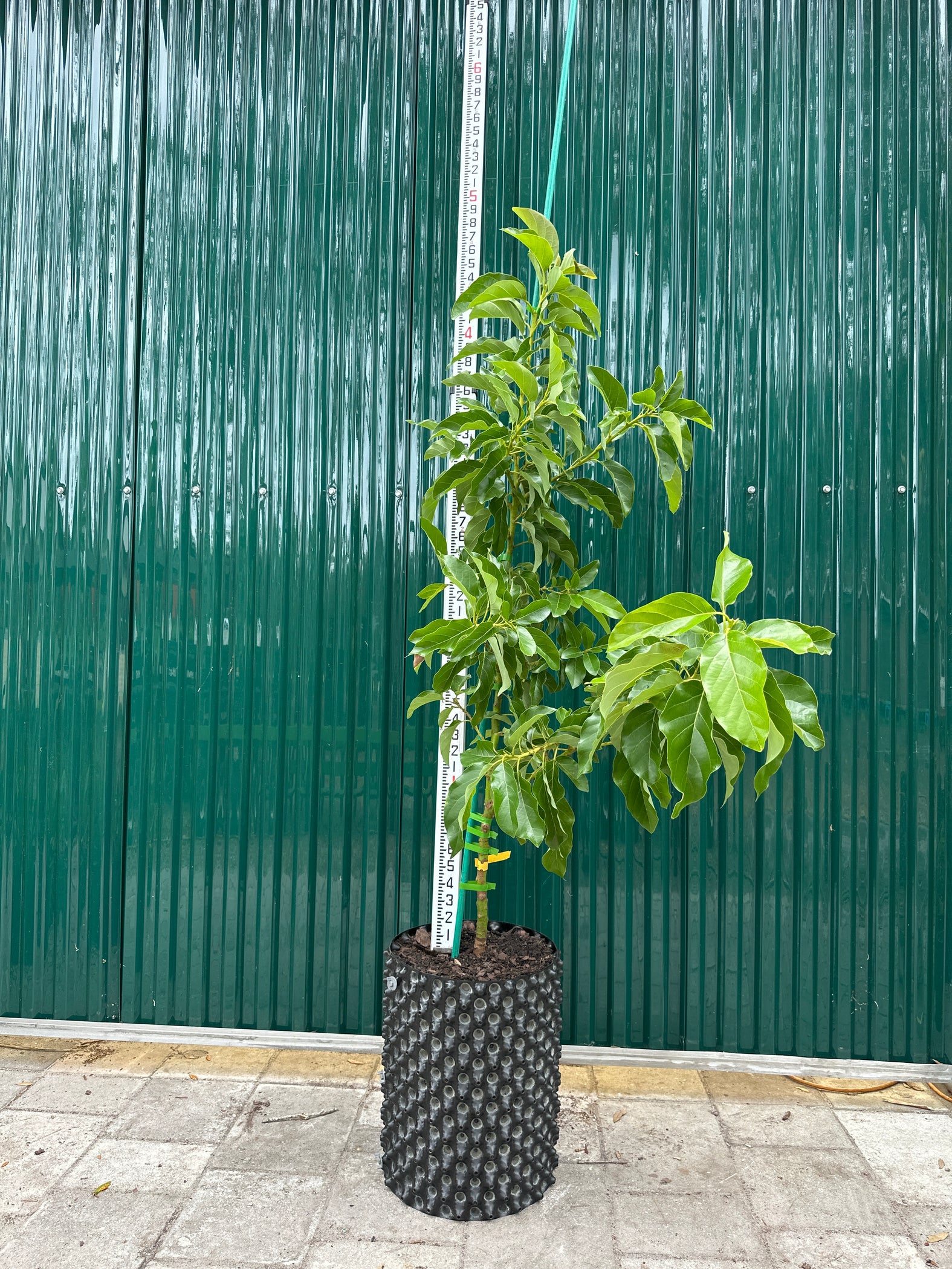 Avocado-Simmonds Tree Type A — Jolly Green Nursery