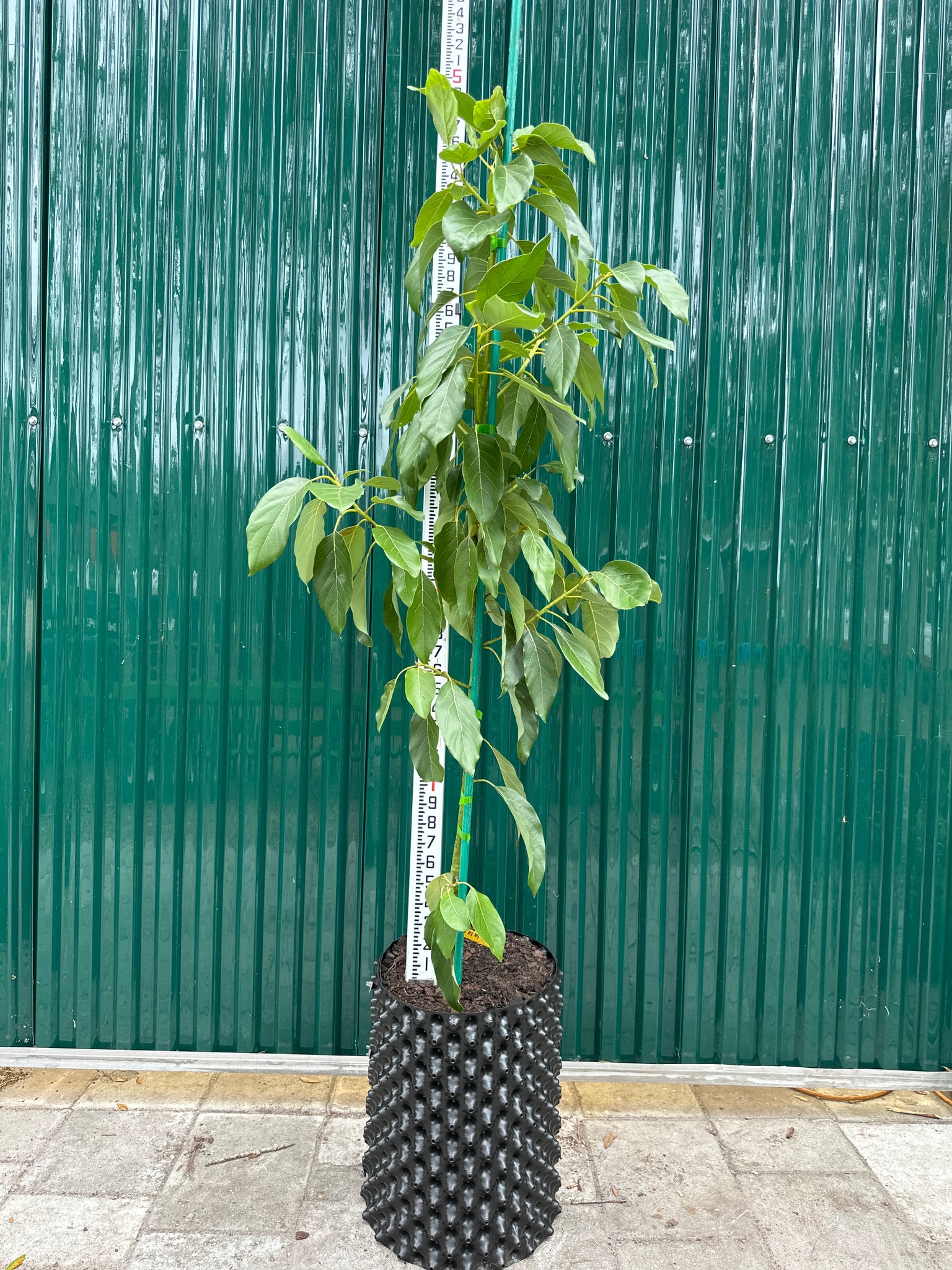 Avocado trees | Edible Plant Nursery Tampa Florida — Jolly Green Nursery