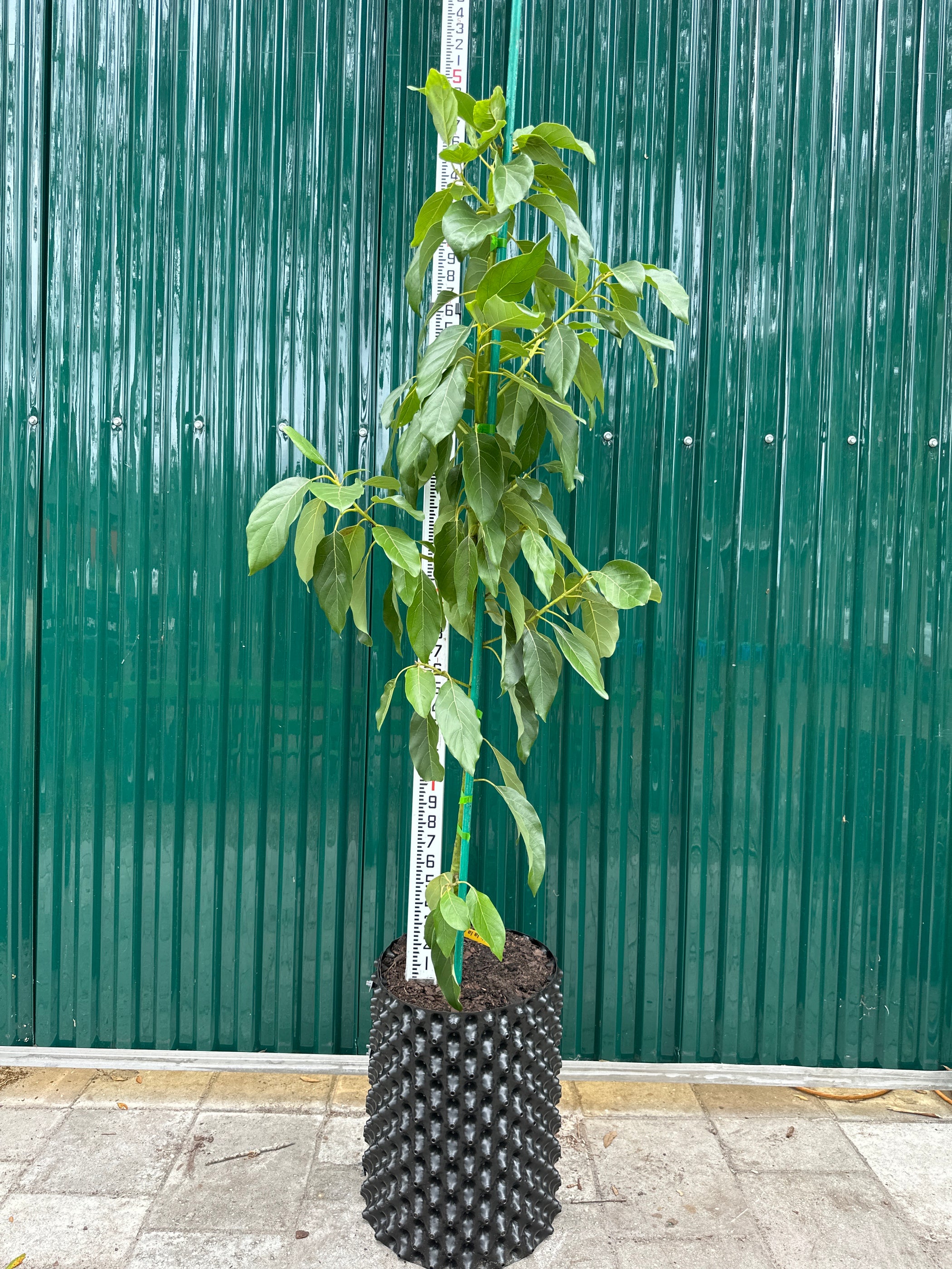 Avocado-Super Hass Tree (Haas) by Zills Type A — Jolly Green Nursery