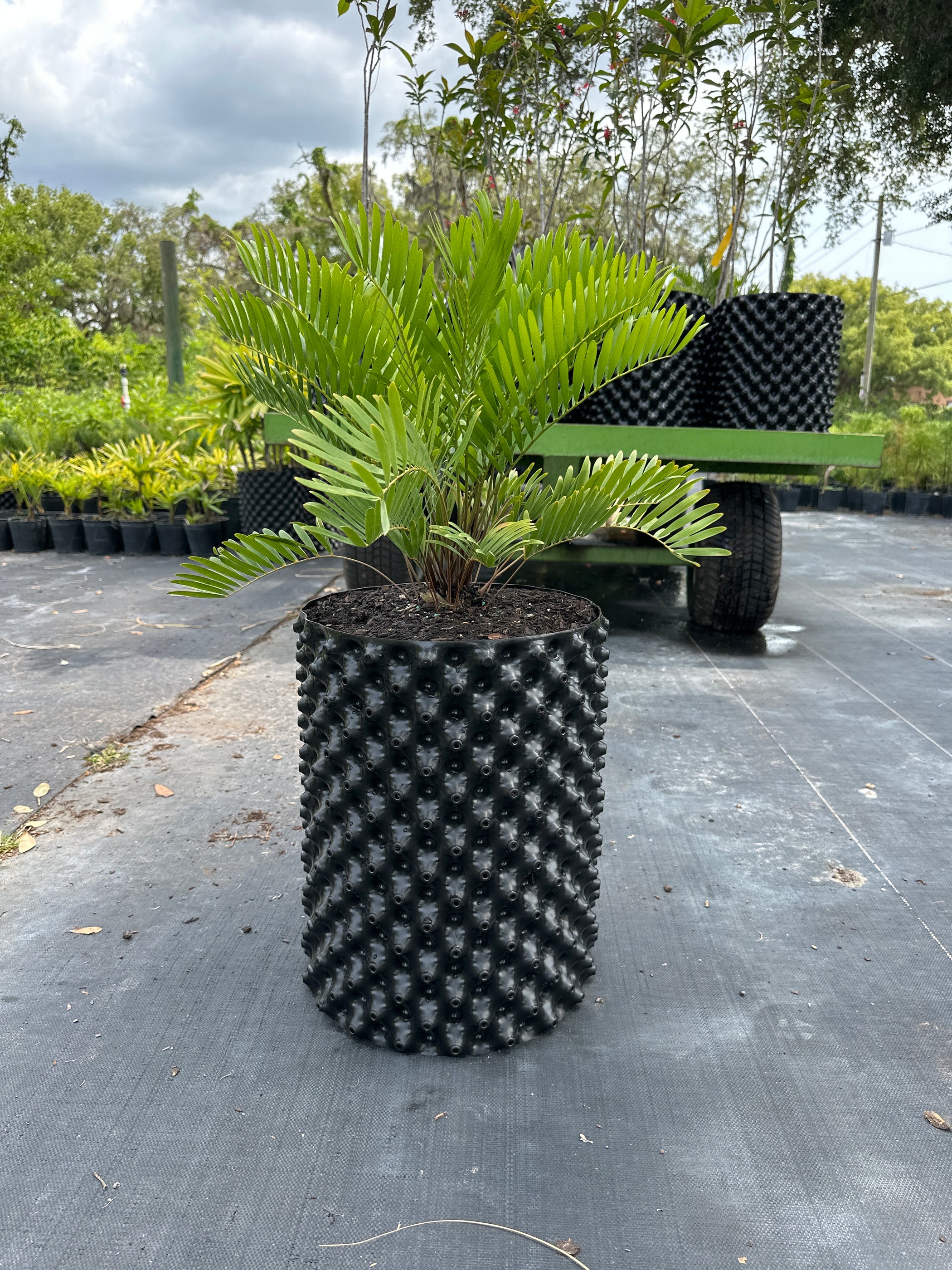 Coontie Palm — Jolly Green Nursery