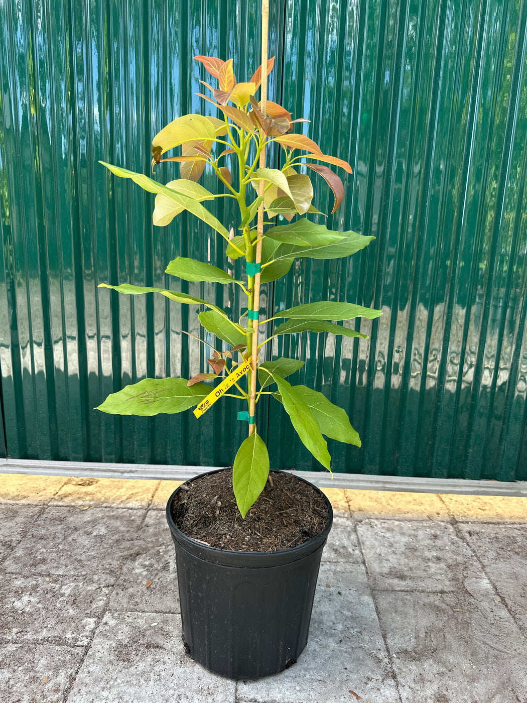 Avocado-Super Hass Tree (Haas) by Zills Type A — Jolly Green Nursery
