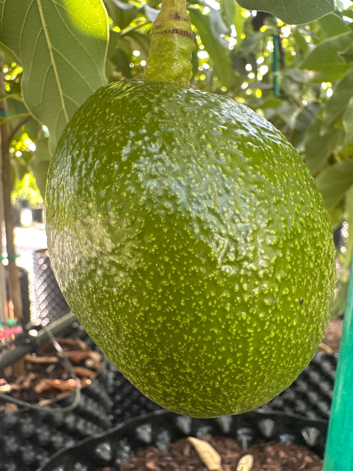 Avocado-Monroe Tree Type B — Jolly Green Nursery