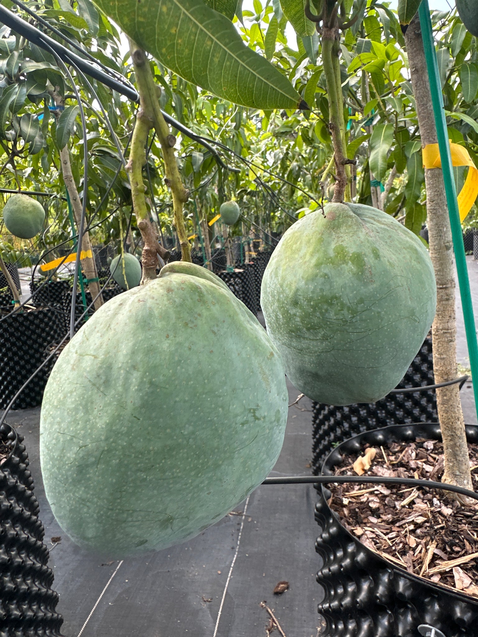 Mango trees | Edible Plant Nursery Tampa Florida — Jolly Green Nursery