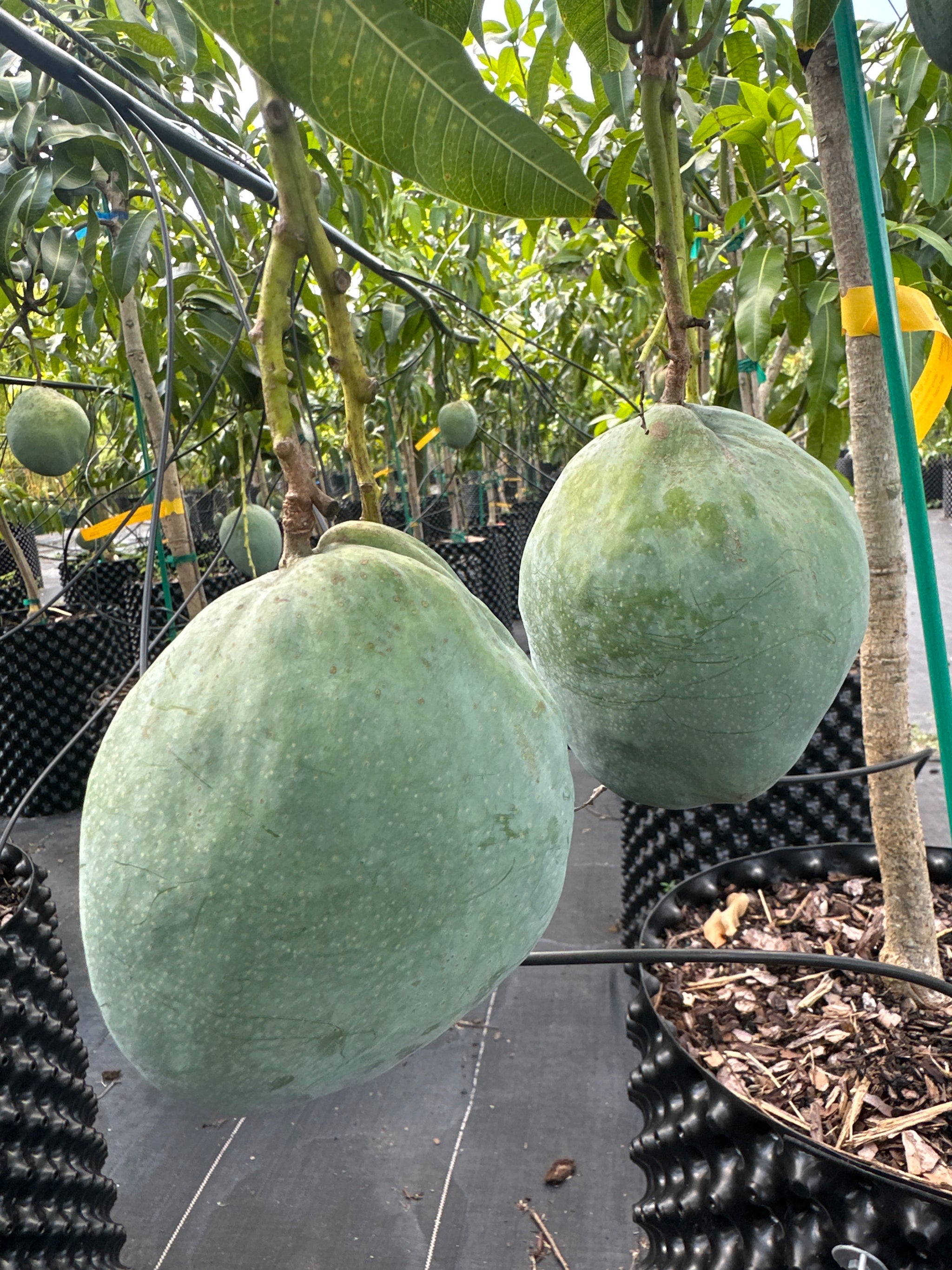 Mango trees | Edible Plant Nursery Tampa Florida — Jolly Green Nursery