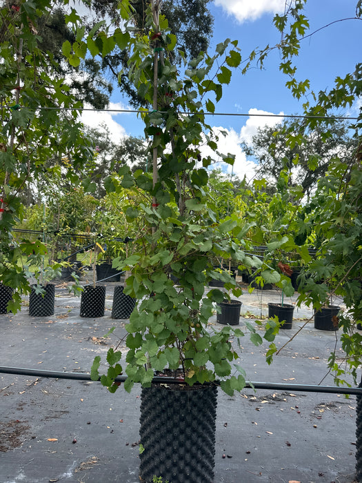 Grape Alachua Muscadine — Jolly Green Nursery
