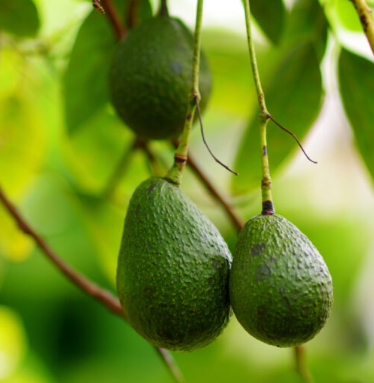 Avocado-Lula Tree Type A — Jolly Green Nursery