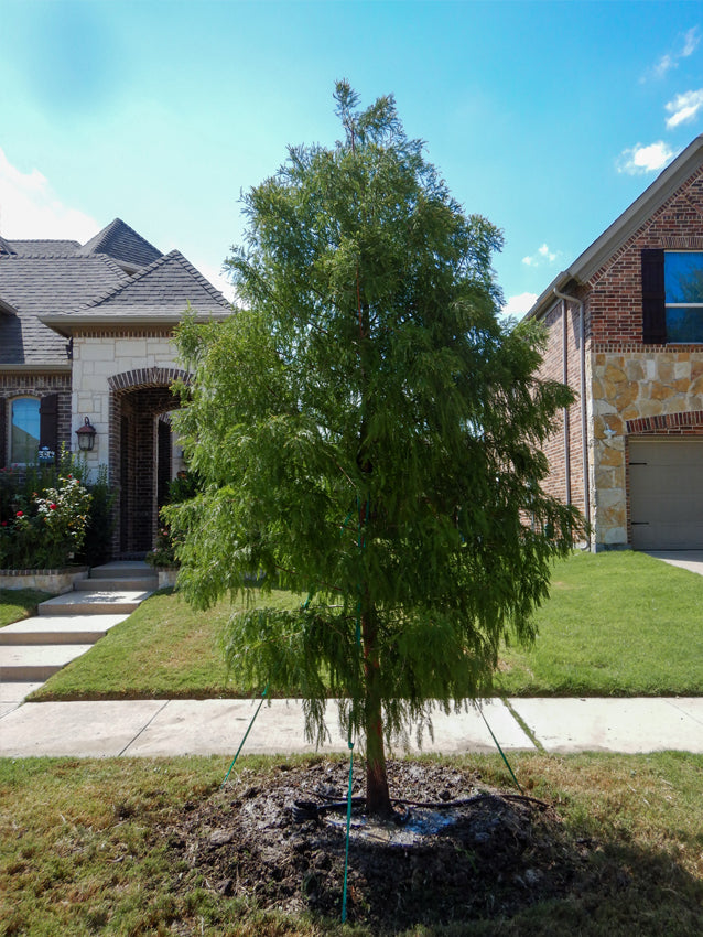 Florida Bald Cypress — Jolly Green Nursery