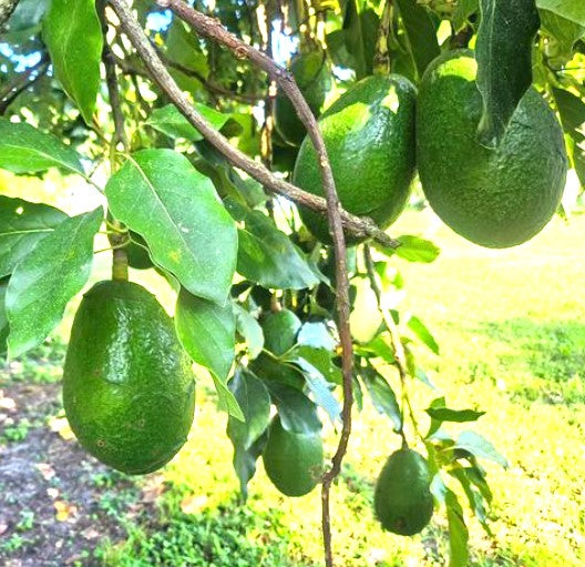 Avocado-Black Prince Tree Type A — Jolly Green Nursery