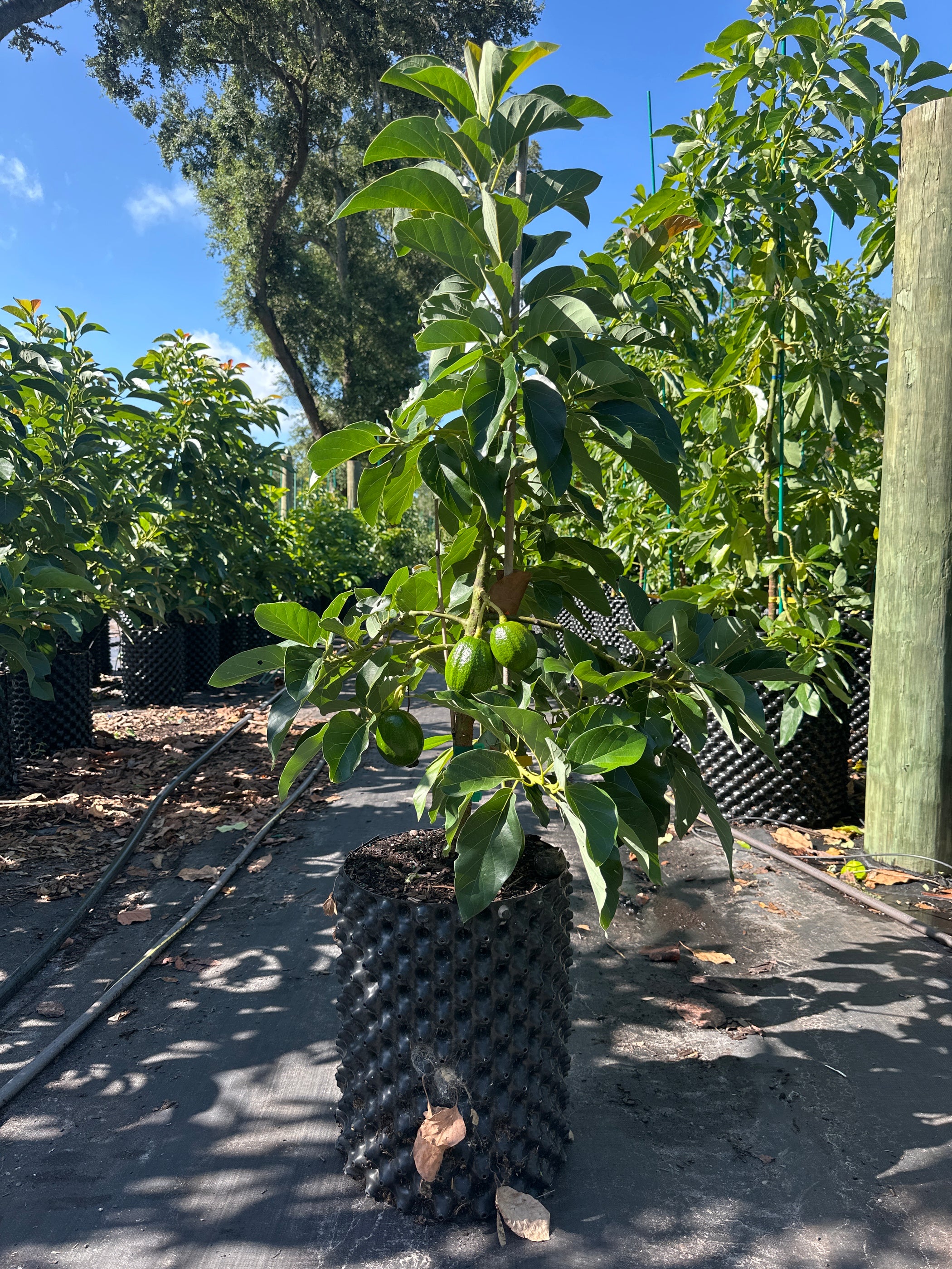 Avocado-Marcus Pumpkin Tree by Zills Type B — Jolly Green Nursery