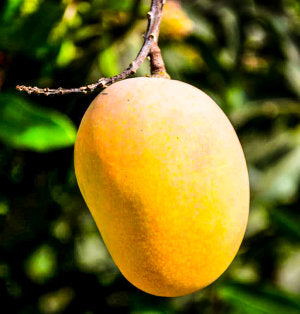 Mango-Cotton Candy Tree — Jolly Green Nursery