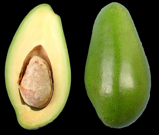 Avocado-Donnie-Doni Tree Type A — Jolly Green Nursery