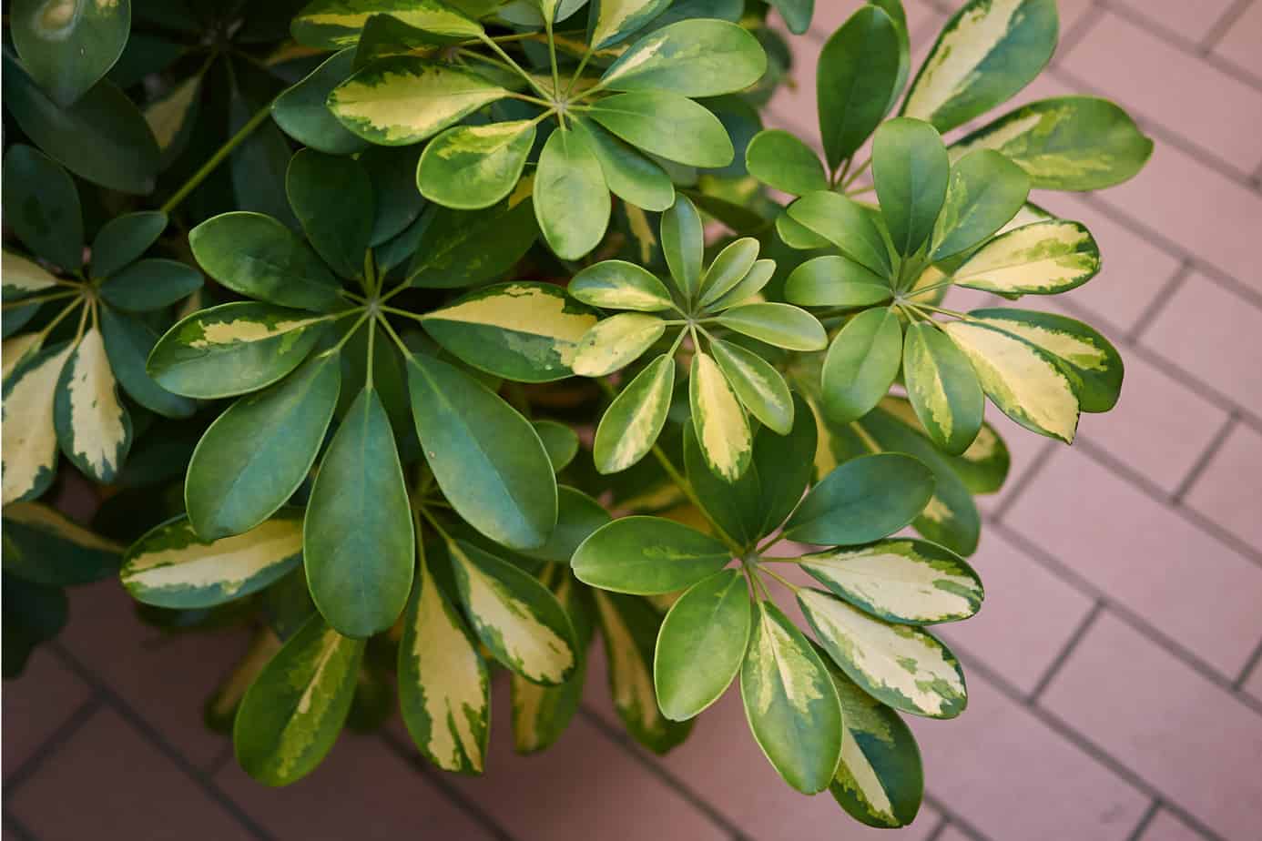 Dwarf Umbrella Tree — Jolly Green Nursery