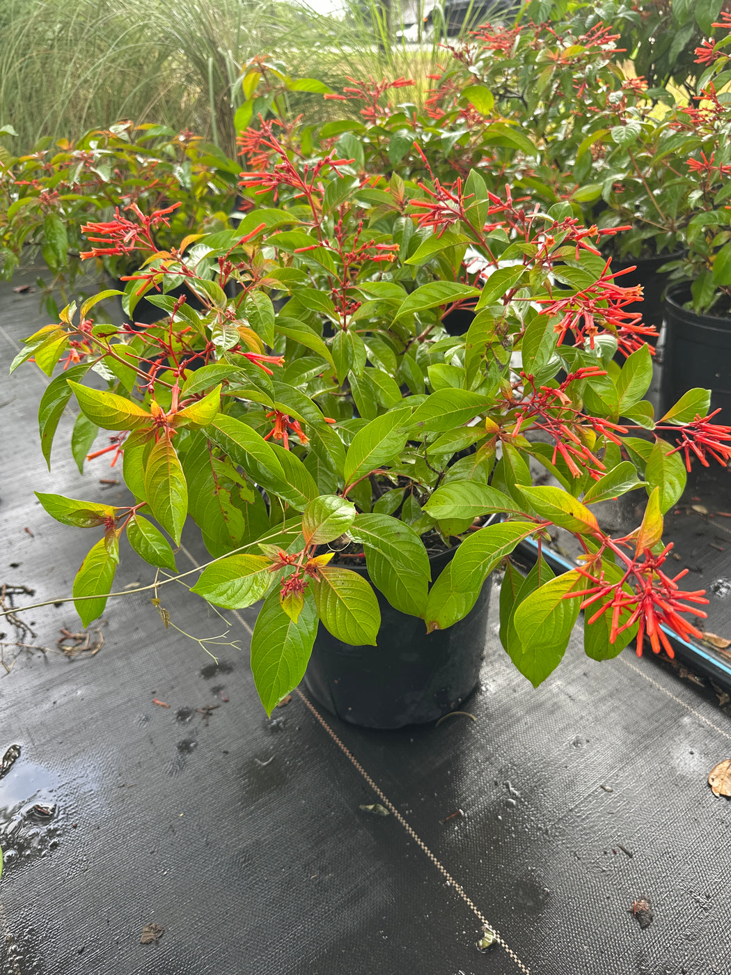 Firebush Compact Calusa — Jolly Green Nursery