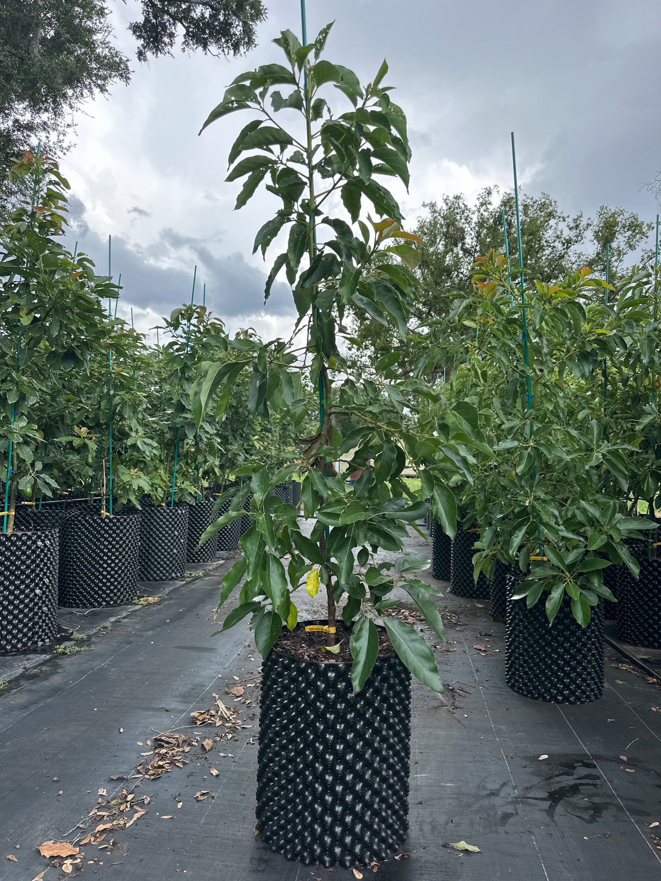 Avocado-Monroe Tree Type B — Jolly Green Nursery