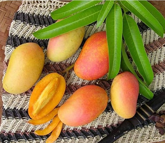 Mango-Fairchild Tree (condo mango) — Jolly Green Nursery