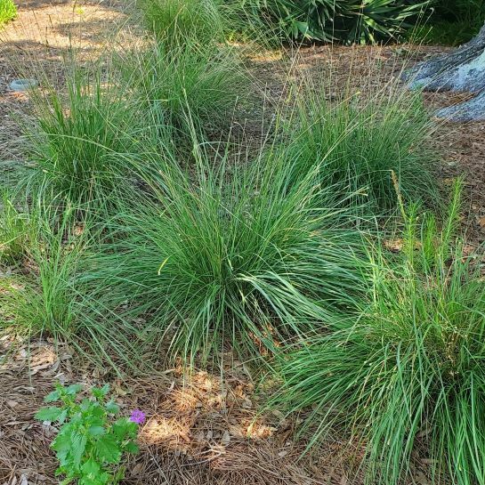 Fakahatchee Grass-Dwarf — Jolly Green Nursery