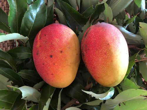Mango-Fruit Punch — Jolly Green Nursery