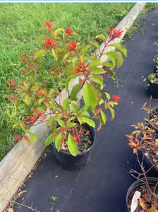 Firebush Compact Calusa — Jolly Green Nursery