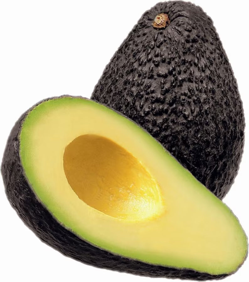 Avocado-Hass (Haas)Type A — Jolly Green Nursery