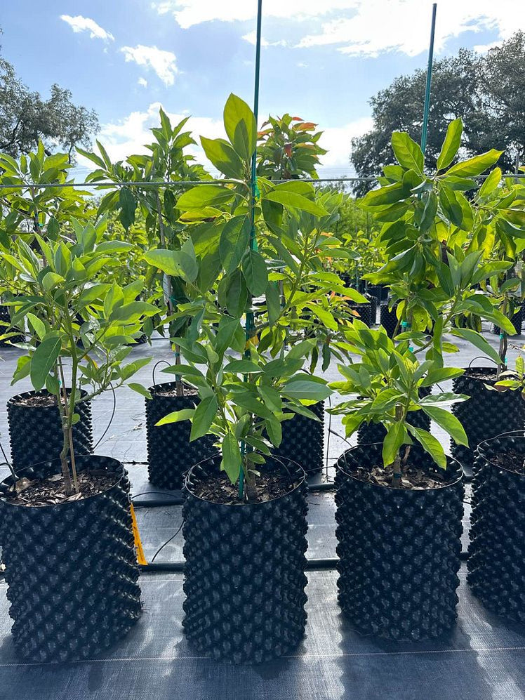 Avocado trees | Edible Plant Nursery Tampa Florida — Jolly Green Nursery