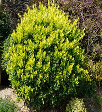 Ligustrum-Howardi — Jolly Green Nursery