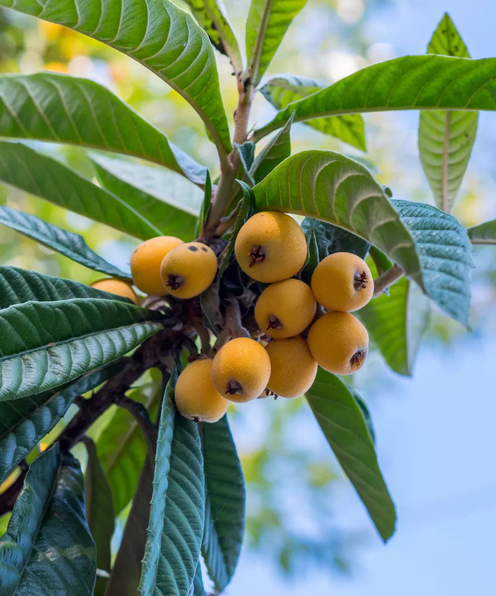 Loquat — Jolly Green Nursery