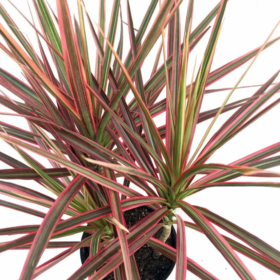 Magenta Madagascar Dragon Tree — Jolly Green Nursery