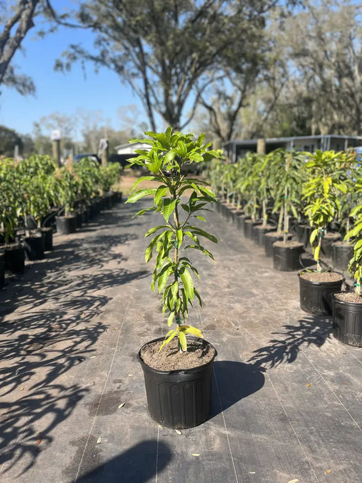 Mango-Super Alphonso — Jolly Green Nursery