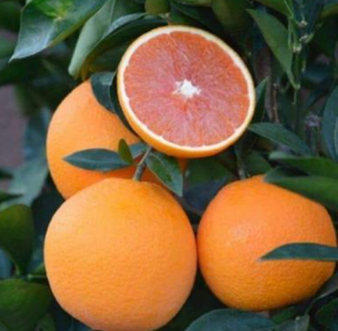 Orange - Red Navel Tree — Jolly Green Nursery