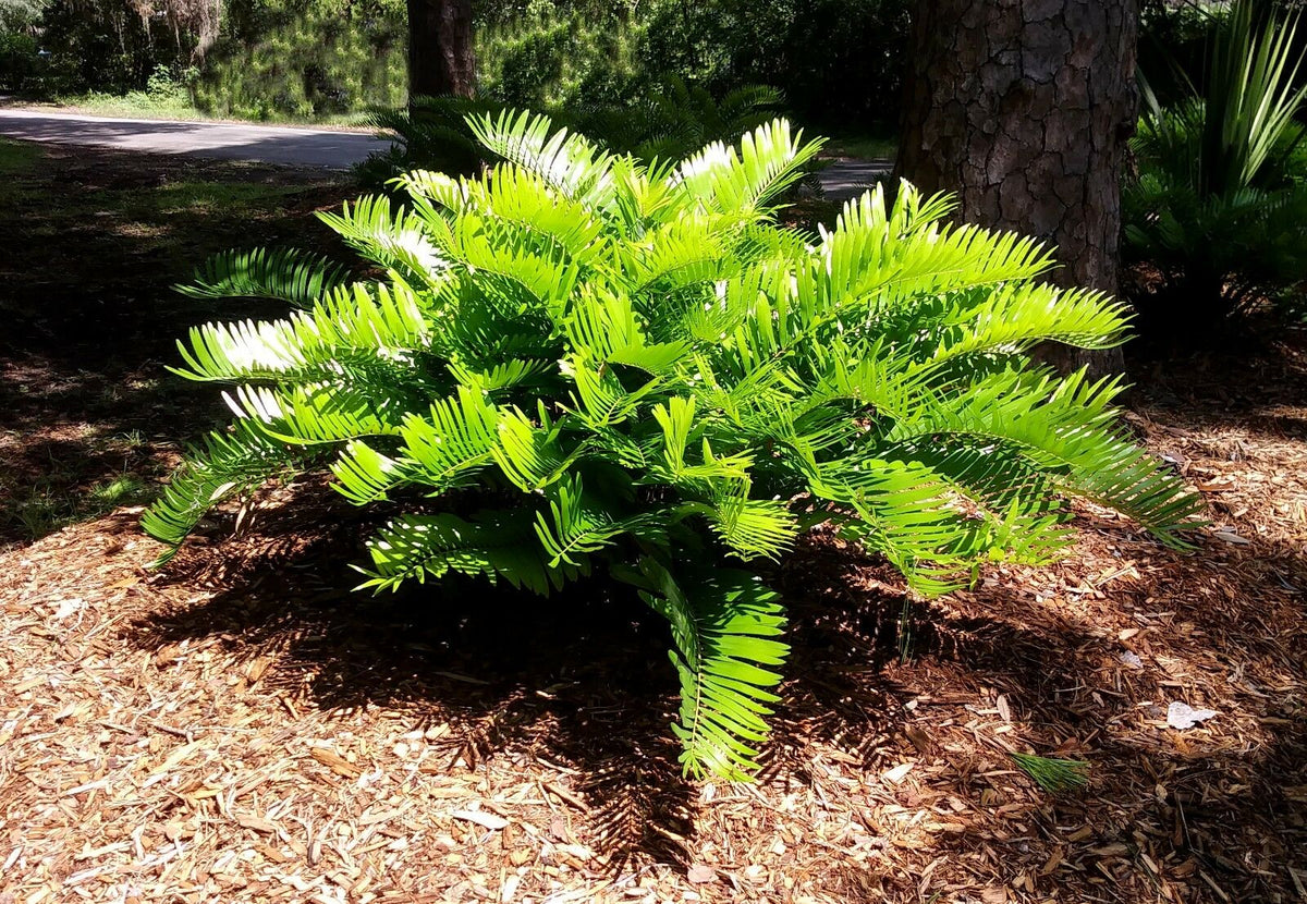 Coontie Palm — Jolly Green Nursery