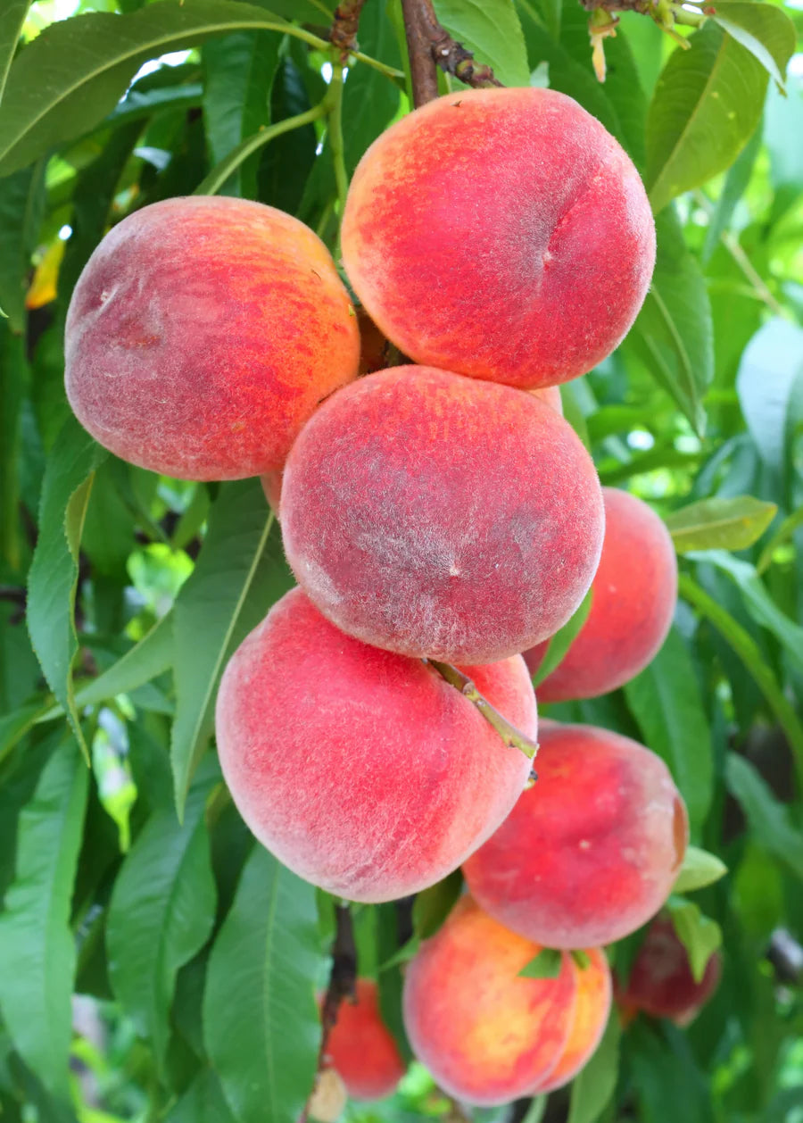 Peach-Florida Grande — Jolly Green Nursery
