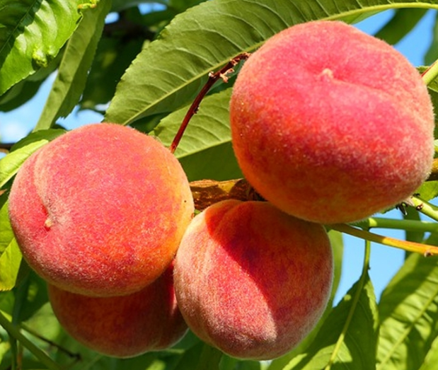 Peach-Tropic Beauty — Jolly Green Nursery