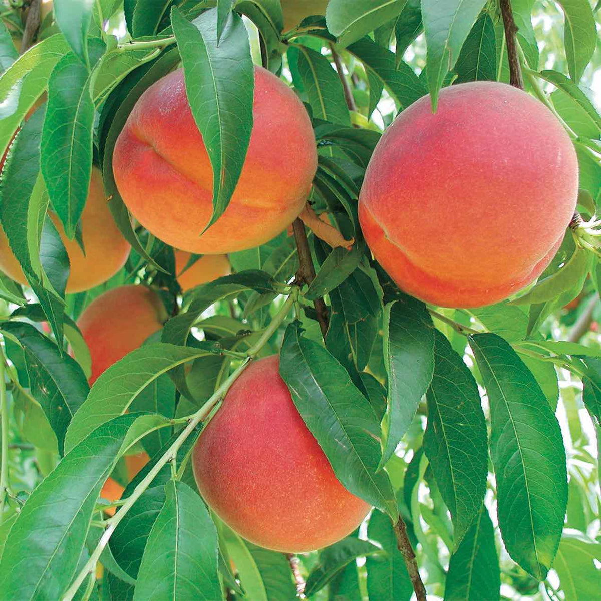 Peach-Tropic Sweet — Jolly Green Nursery