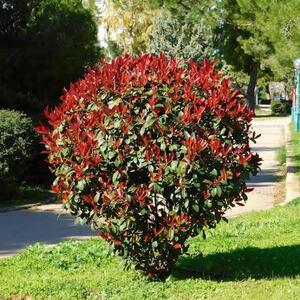 Photinia Red Tip — Jolly Green Nursery