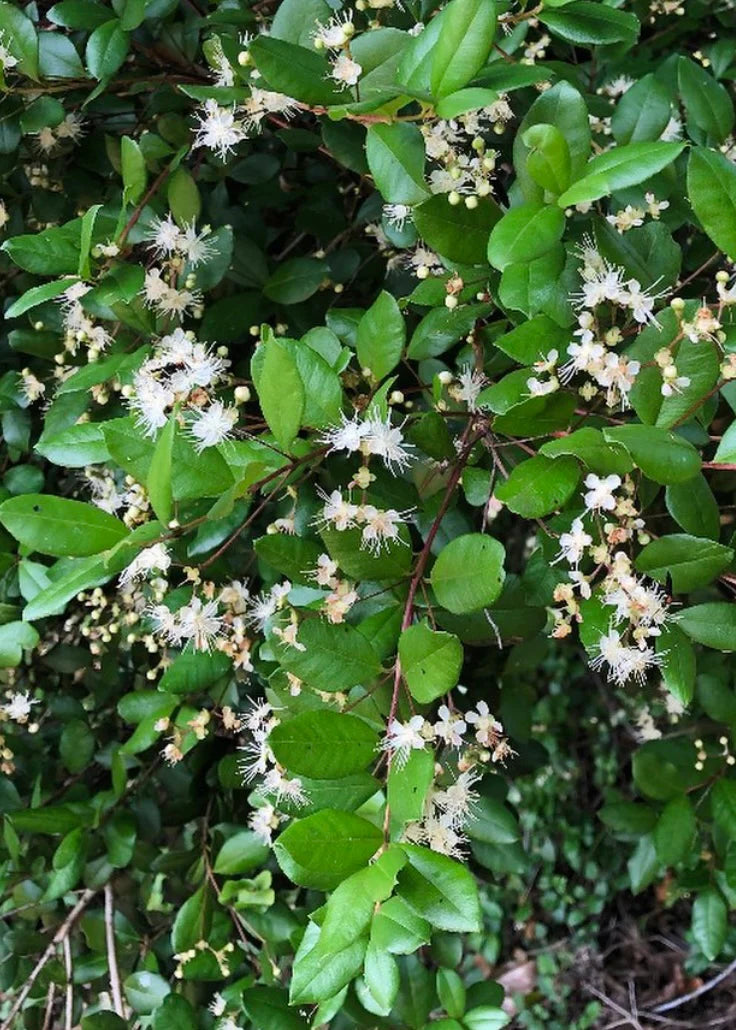 Simpson Stopper — Jolly Green Nursery