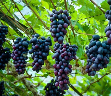 Grape Southern Home Muscadine Vine — Jolly Green Nursery
