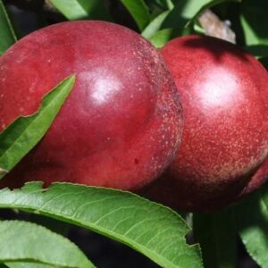 Nectarine-Sunmist — Jolly Green Nursery