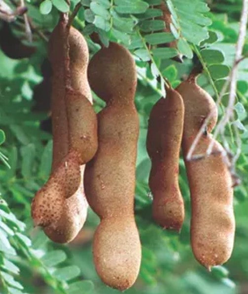 Tamarind-Tart — Jolly Green Nursery