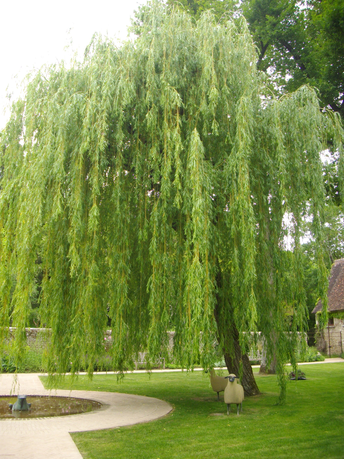 Weeping Willow Tree — Jolly Green Nursery