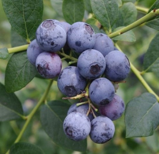 Emerald Blueberry — Jolly Green Nursery