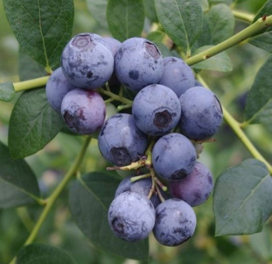 Blueberry Bushes Tampa Nursery — Jolly Green Nursery