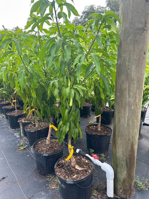 Mango-Zill M-4 Mango by Zill's M4 — Jolly Green Nursery