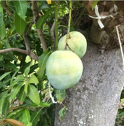 Mango-Zill M-4 Mango by Zill's M4 — Jolly Green Nursery