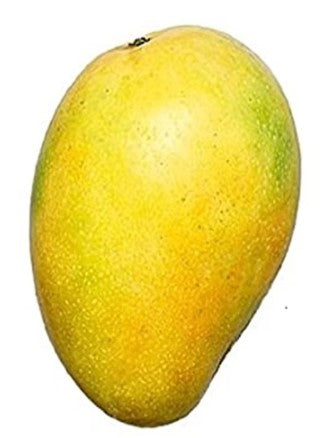 Mango-Lemon Zest Tree — Jolly Green Nursery