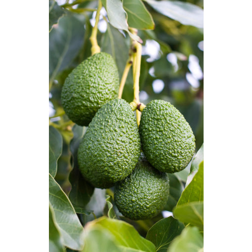 Avocado-Florida Hass Tree (Haas) Type A — Jolly Green Nursery