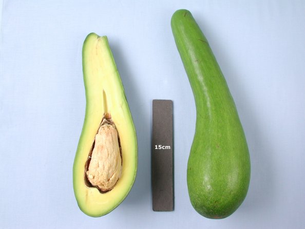 Avocado-Russell Tree Type A — Jolly Green Nursery