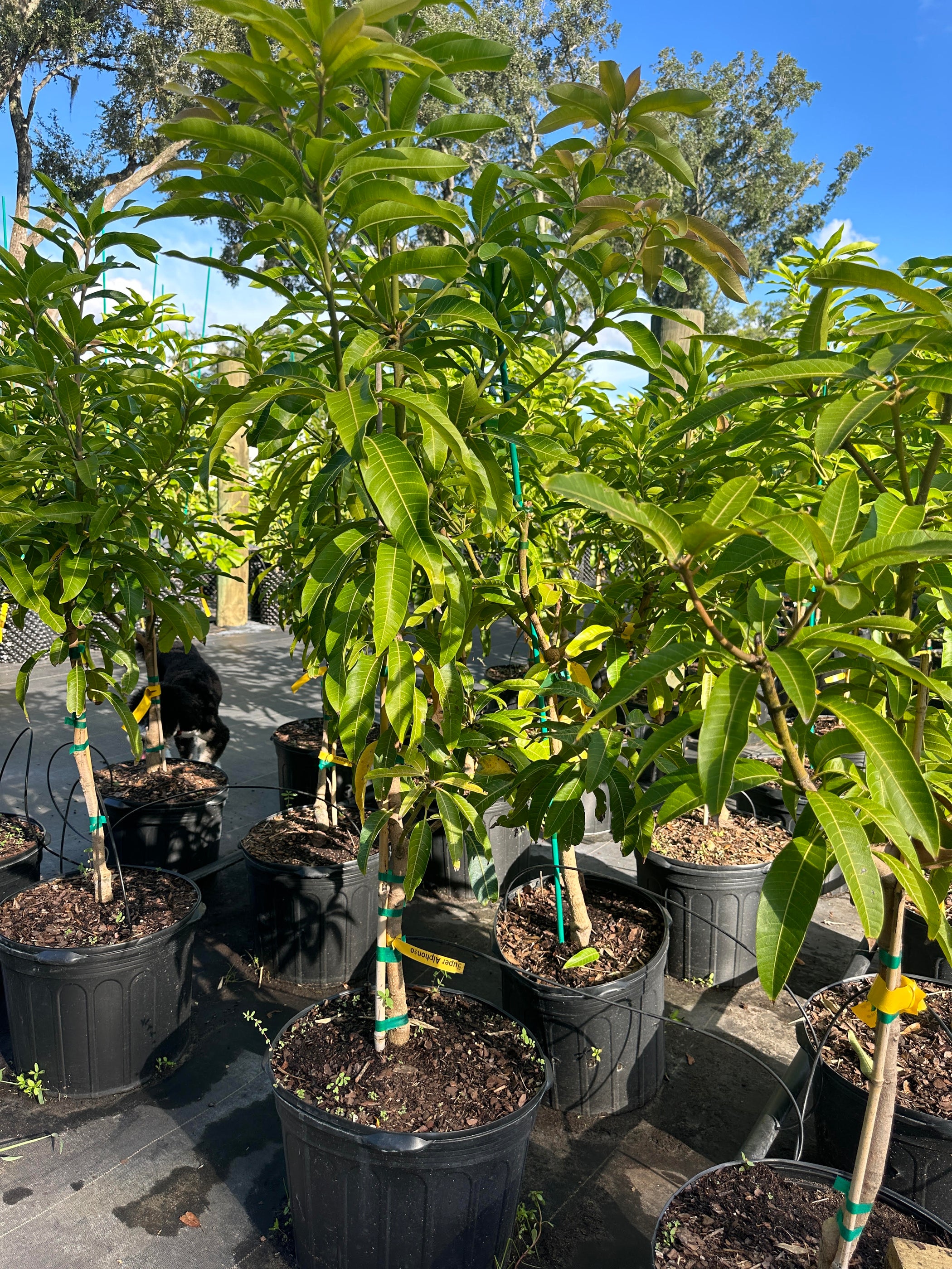 Mango-Super Alphonso by Zill's — Jolly Green Nursery