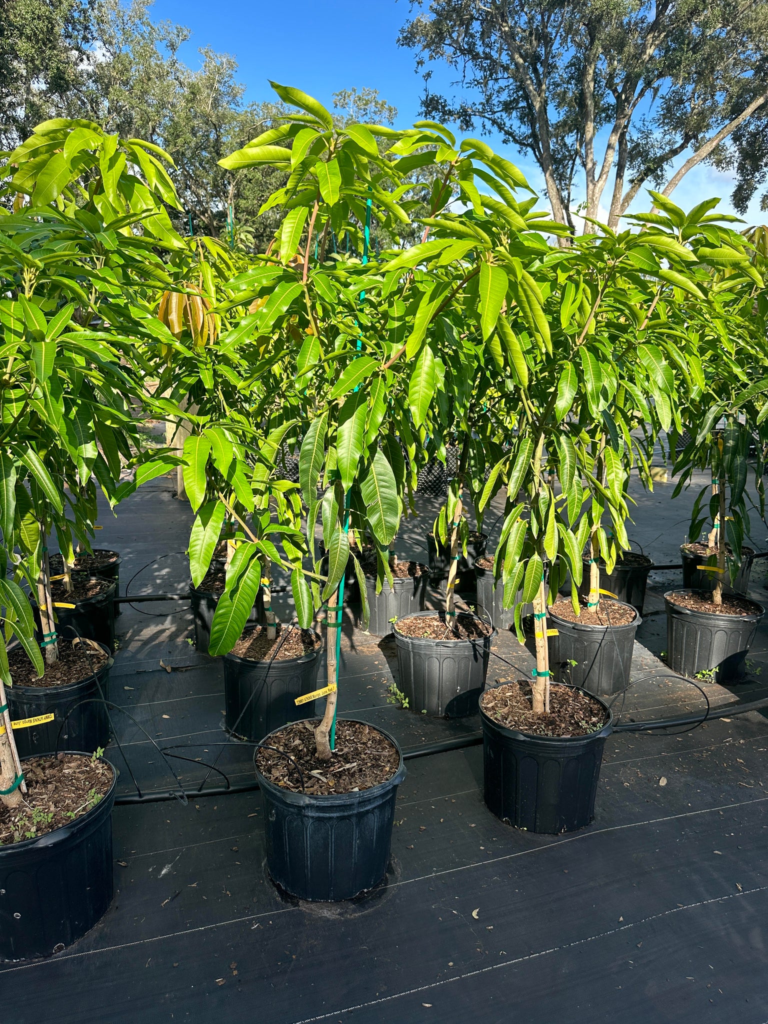 Mango trees | Edible Plant Nursery Tampa Florida — Jolly Green Nursery